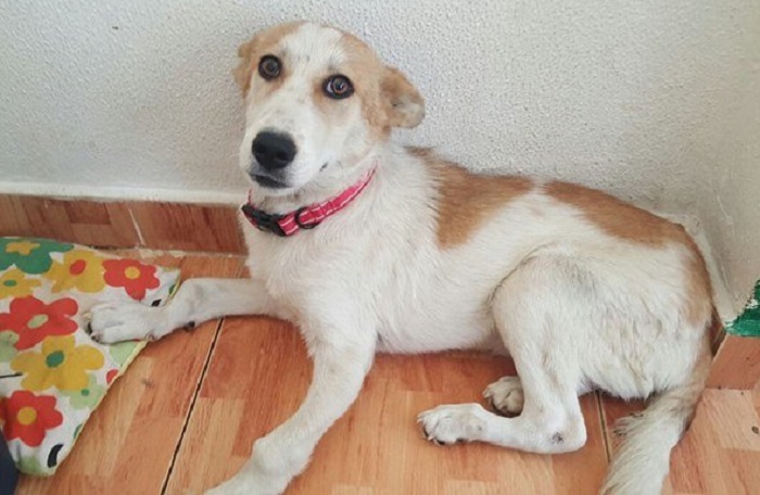 Animals Lebanon - Adopt