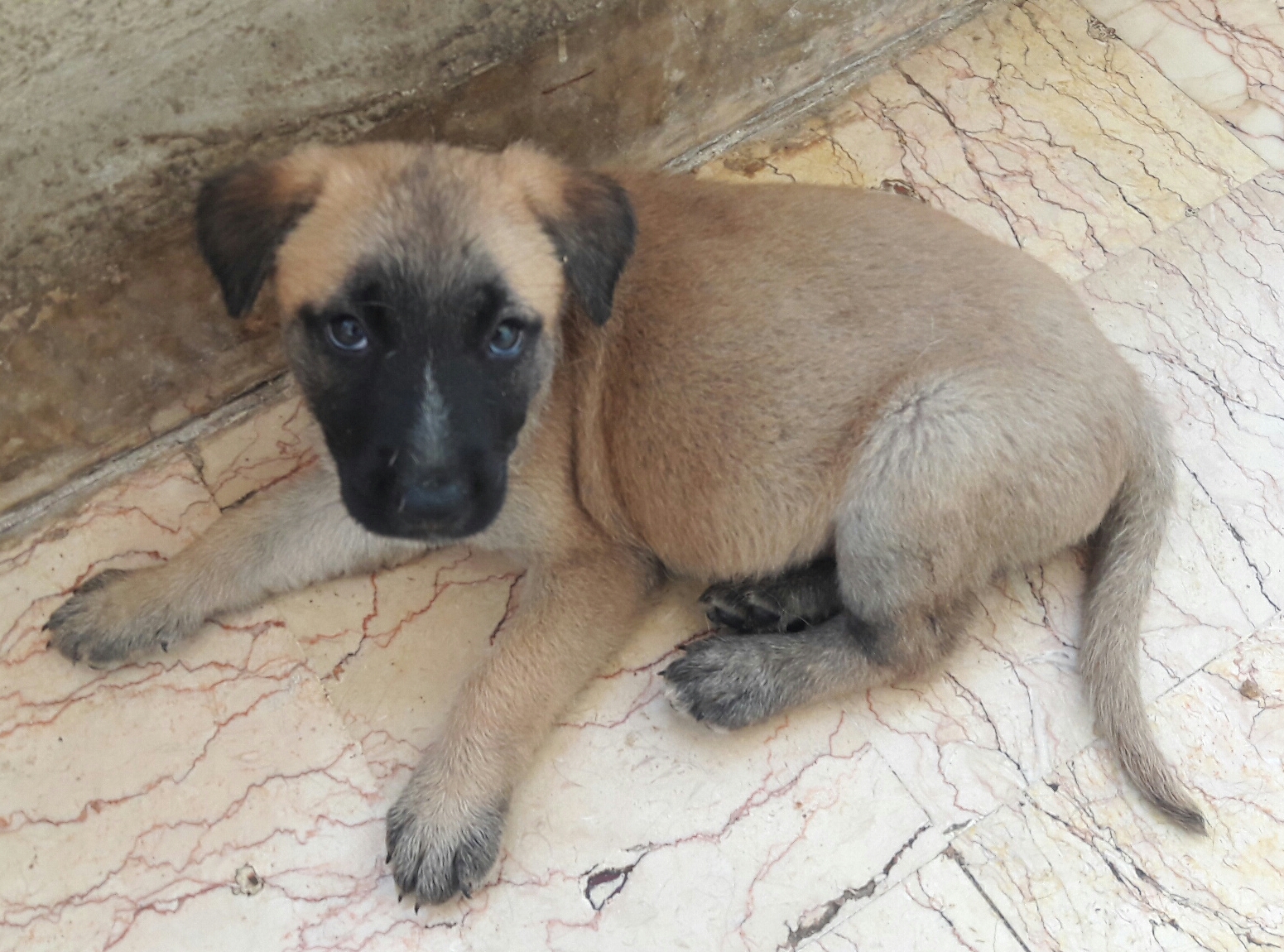 Animals Lebanon - Adopt
