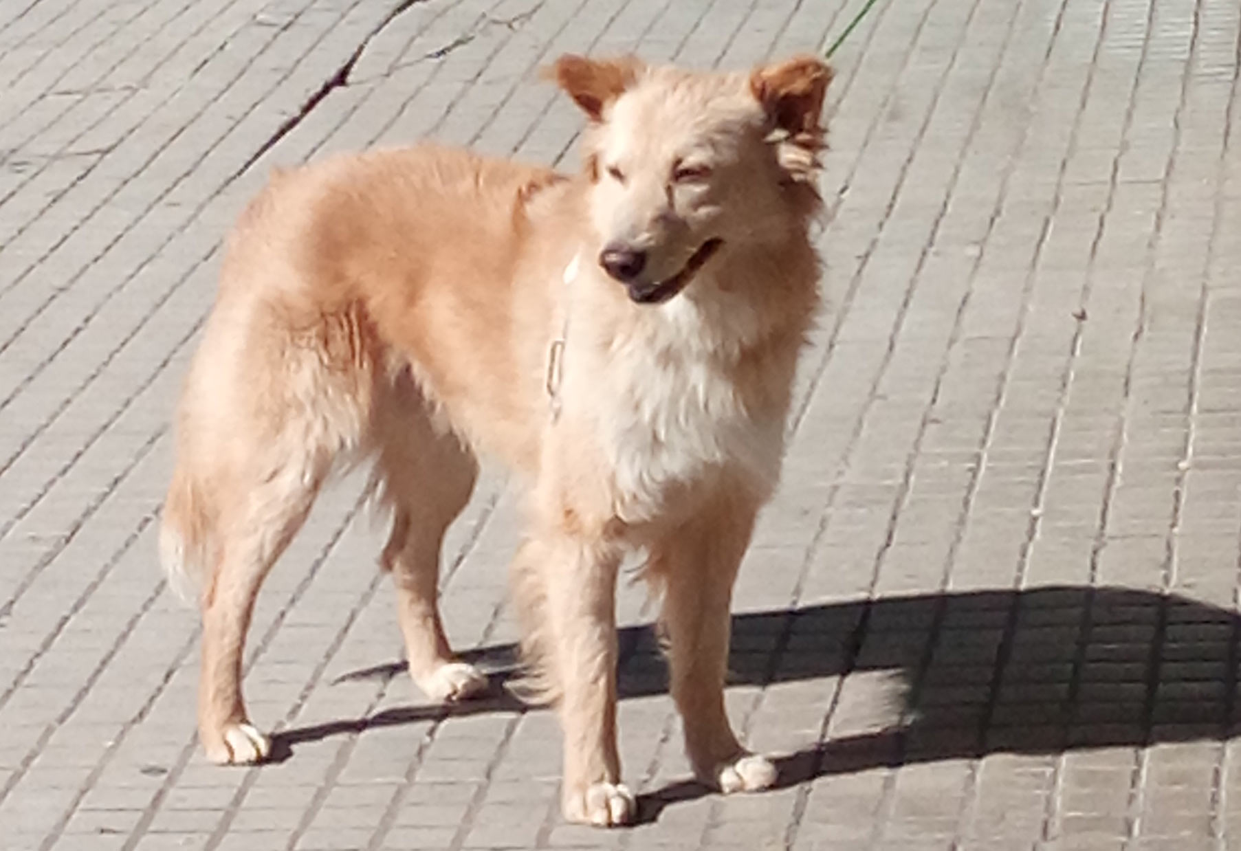 Animals Lebanon - Adopt