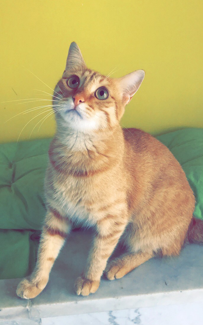 Animals Lebanon - Adopt