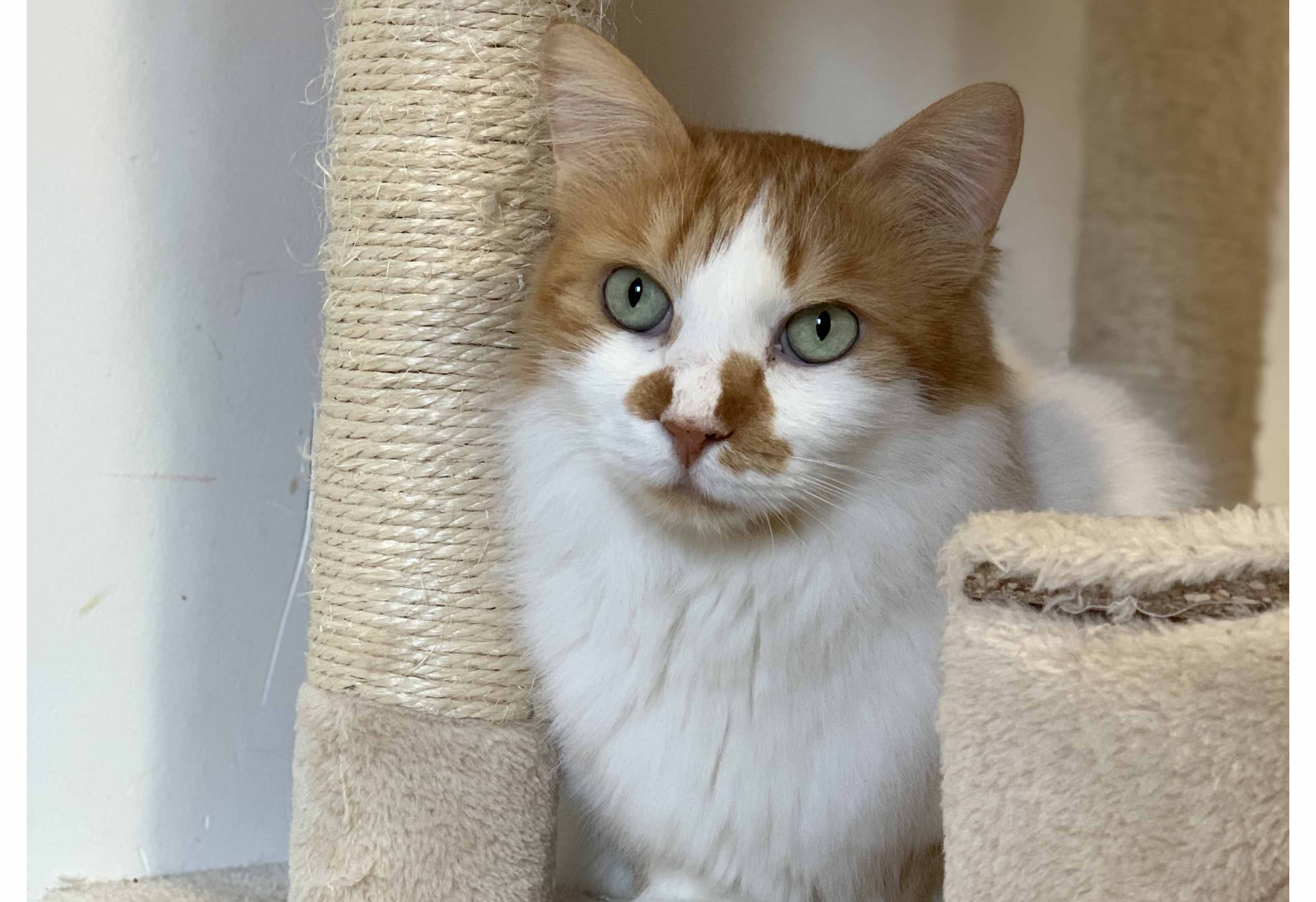 Animals Lebanon - Adopt