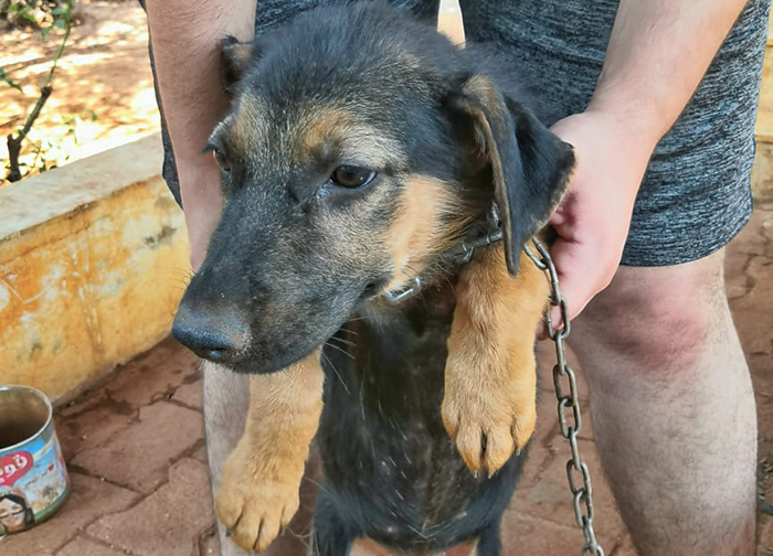 Animals Lebanon - Adopt