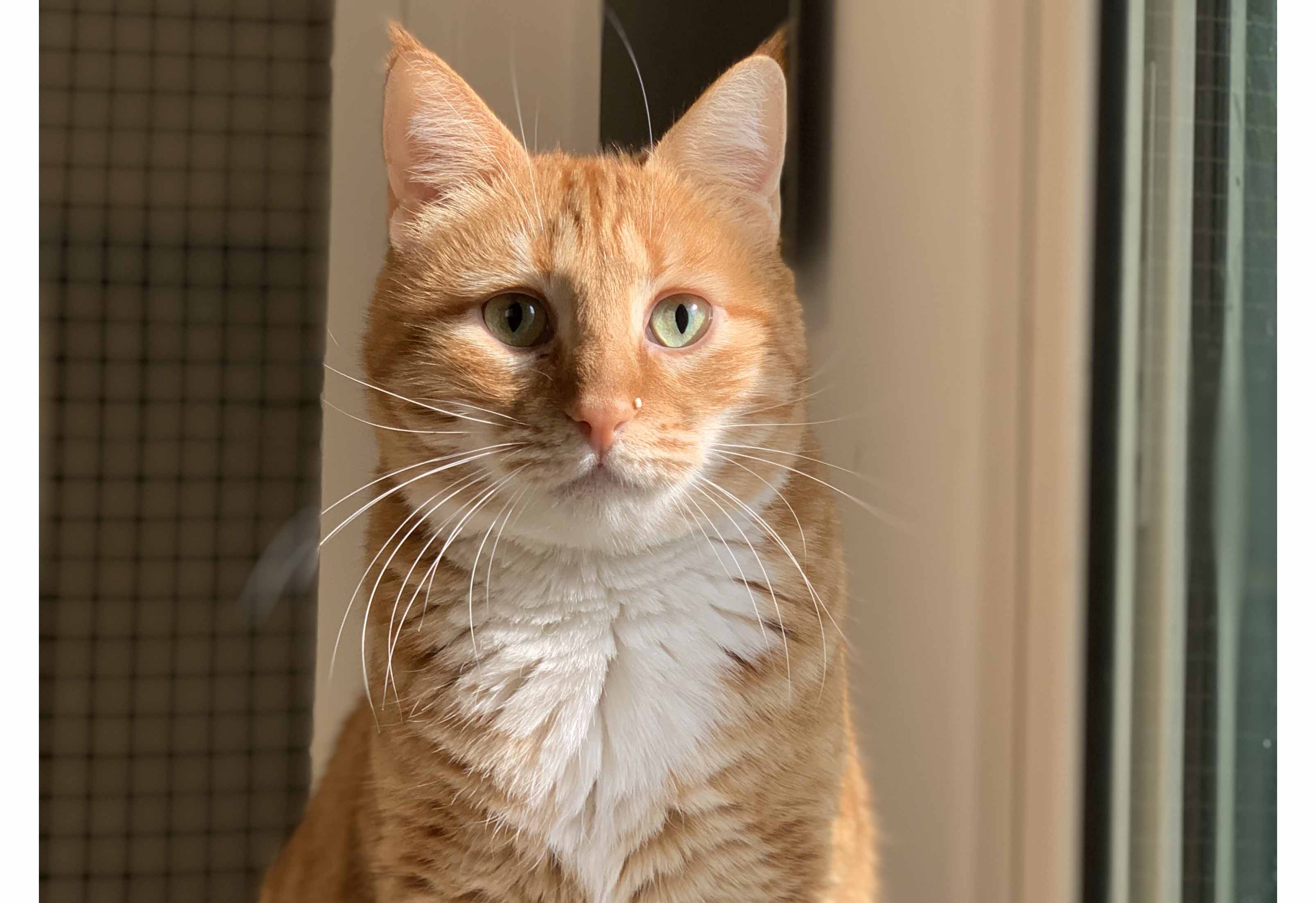 Animals Lebanon - Adopt