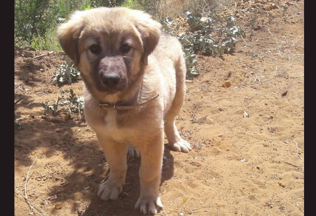 Animals Lebanon - Adopt