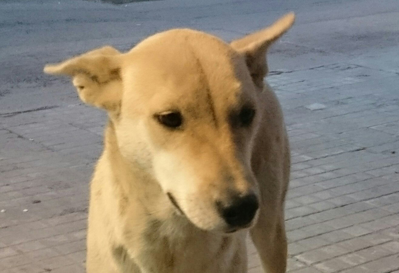 Animals Lebanon - Adopt