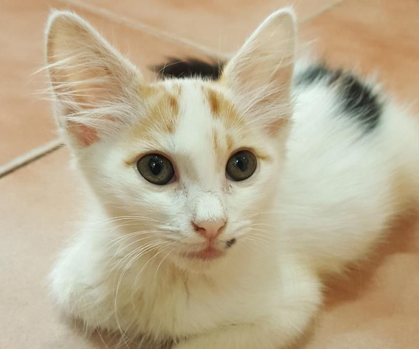 Animals Lebanon - Adopt