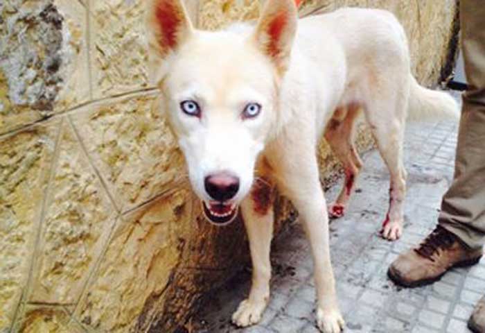 Animals Lebanon - Adopt