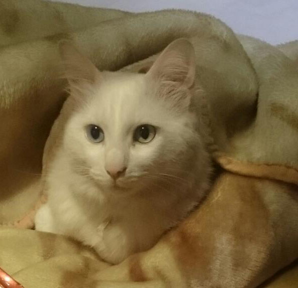 Animals Lebanon - Adopt