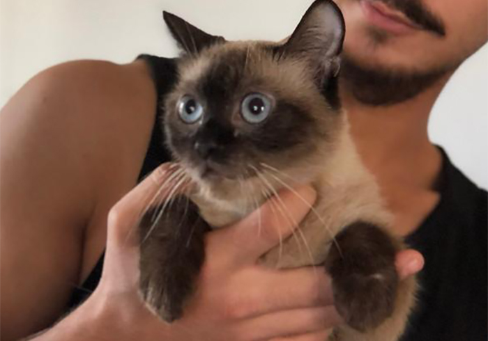 Animals Lebanon - Adopt