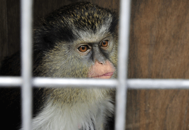 Animals Lebanon - Rescued monkeys make it to sanctuary