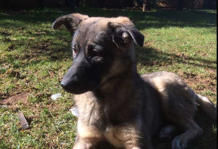 Animals Lebanon - Adopt