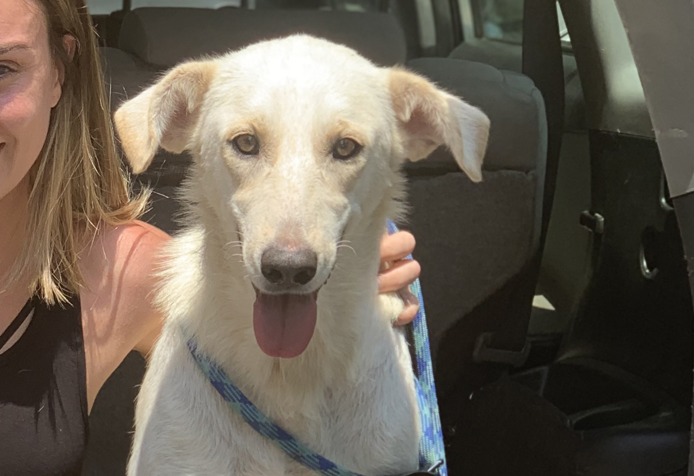 Animals Lebanon - Adopt