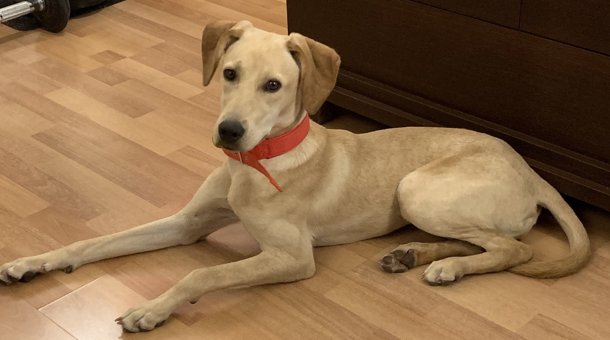 Animals Lebanon - Adopt