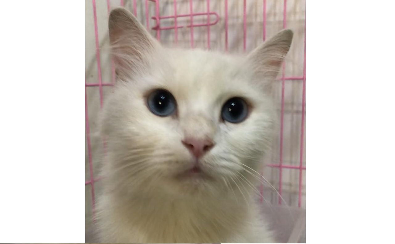 Animals Lebanon - Adopt