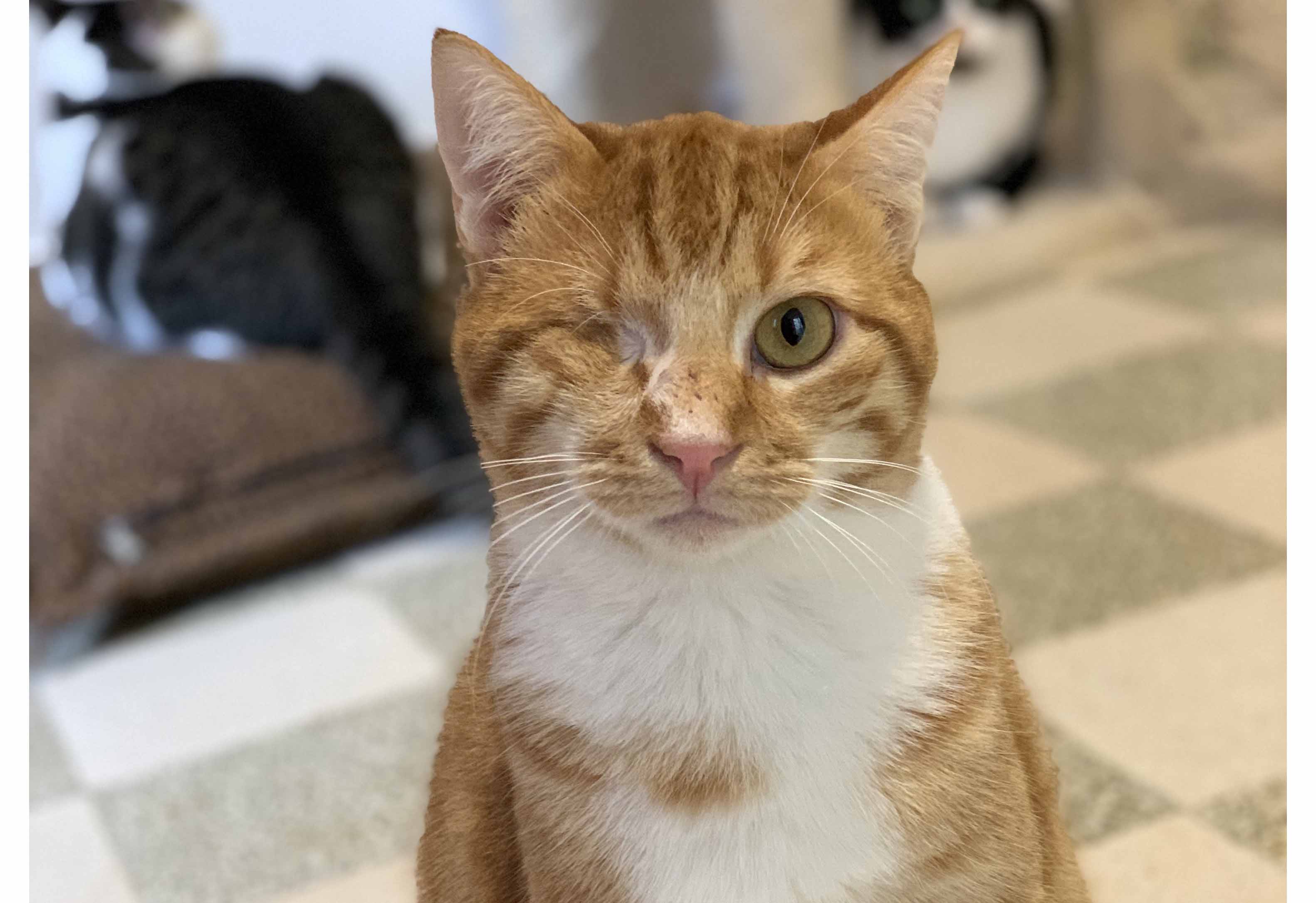 Animals Lebanon - Adopt