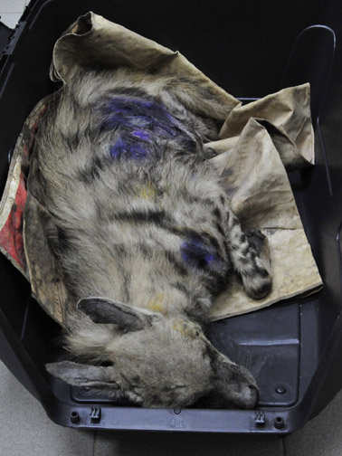 Animals Lebanon - Nora's fate tells the story of striped hyenas in Lebanon