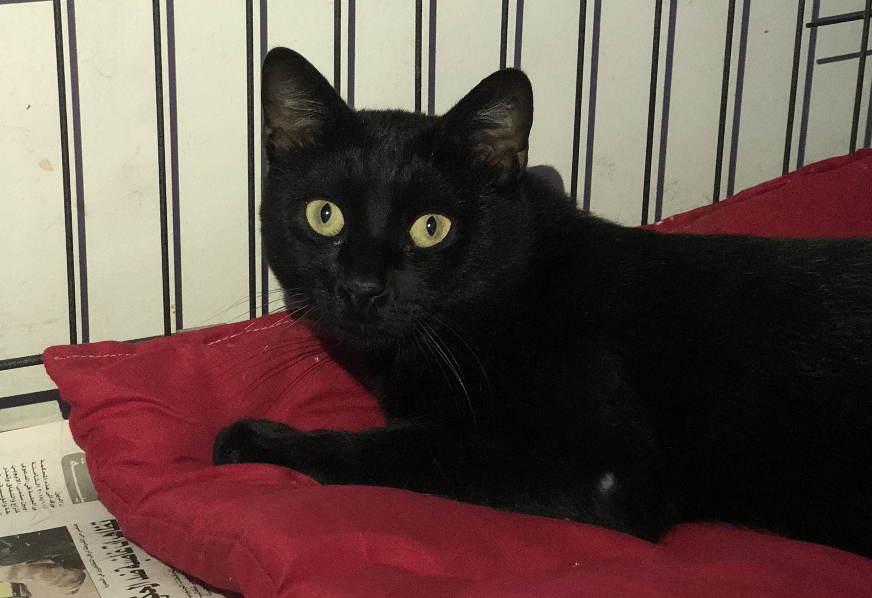 Animals Lebanon - Adopt