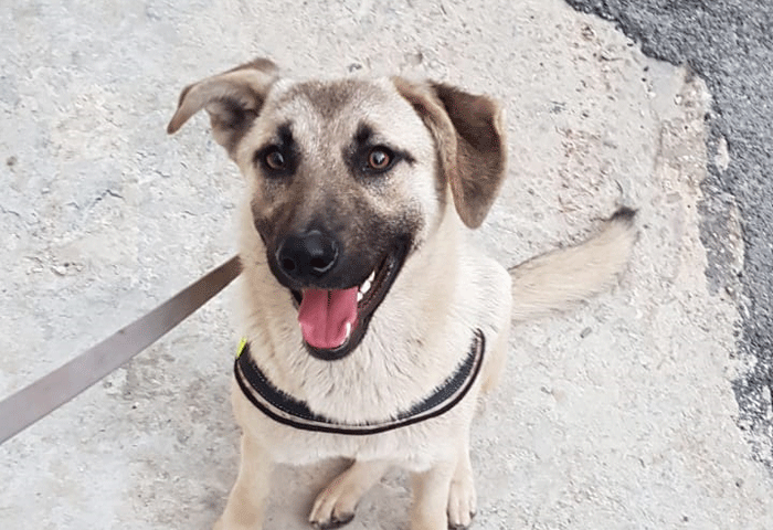 Animals Lebanon - Adopt