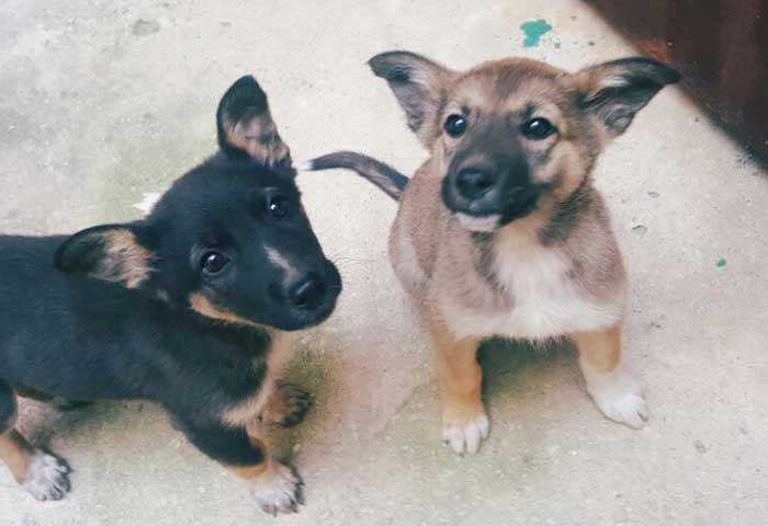 Animals Lebanon - Adopt