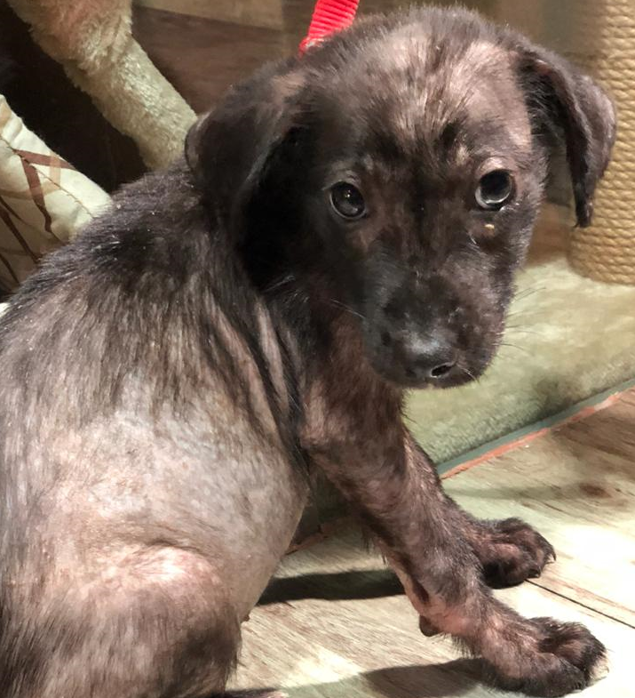 Animals Lebanon - Adopt