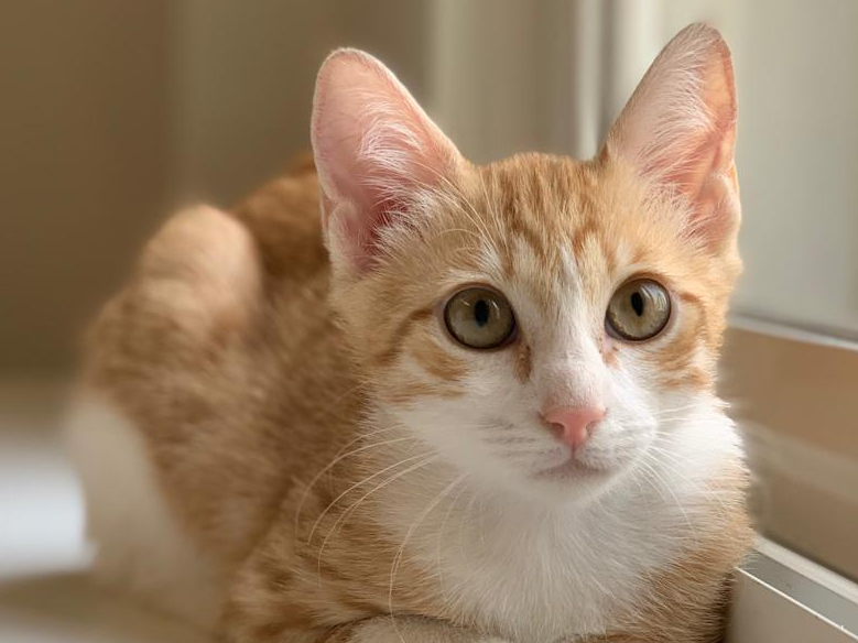 Animals Lebanon - Adopt