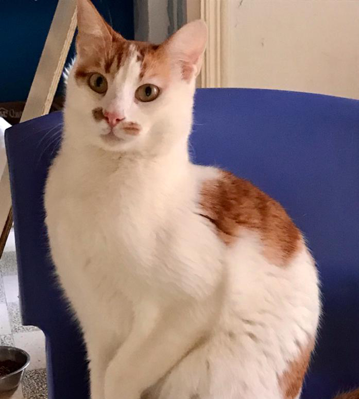 Animals Lebanon - Adopt