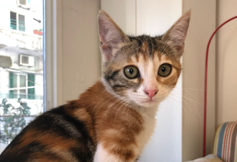 Animals Lebanon - Adopt