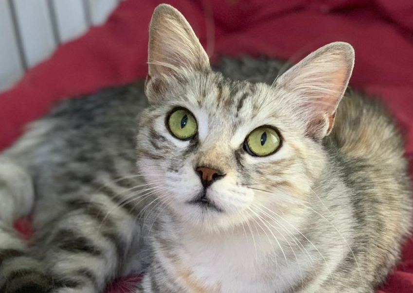 Animals Lebanon - Adopt