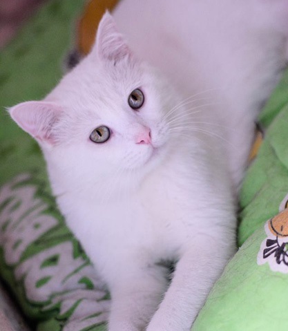 Animals Lebanon - Adopt